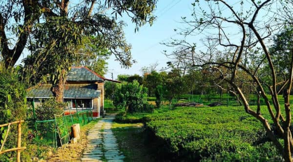 Darang Tea Estate in Himachal Pradesh