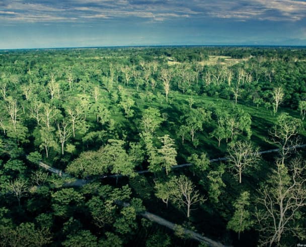 Halmari Tea - India's Best Tea Factory in Assam
